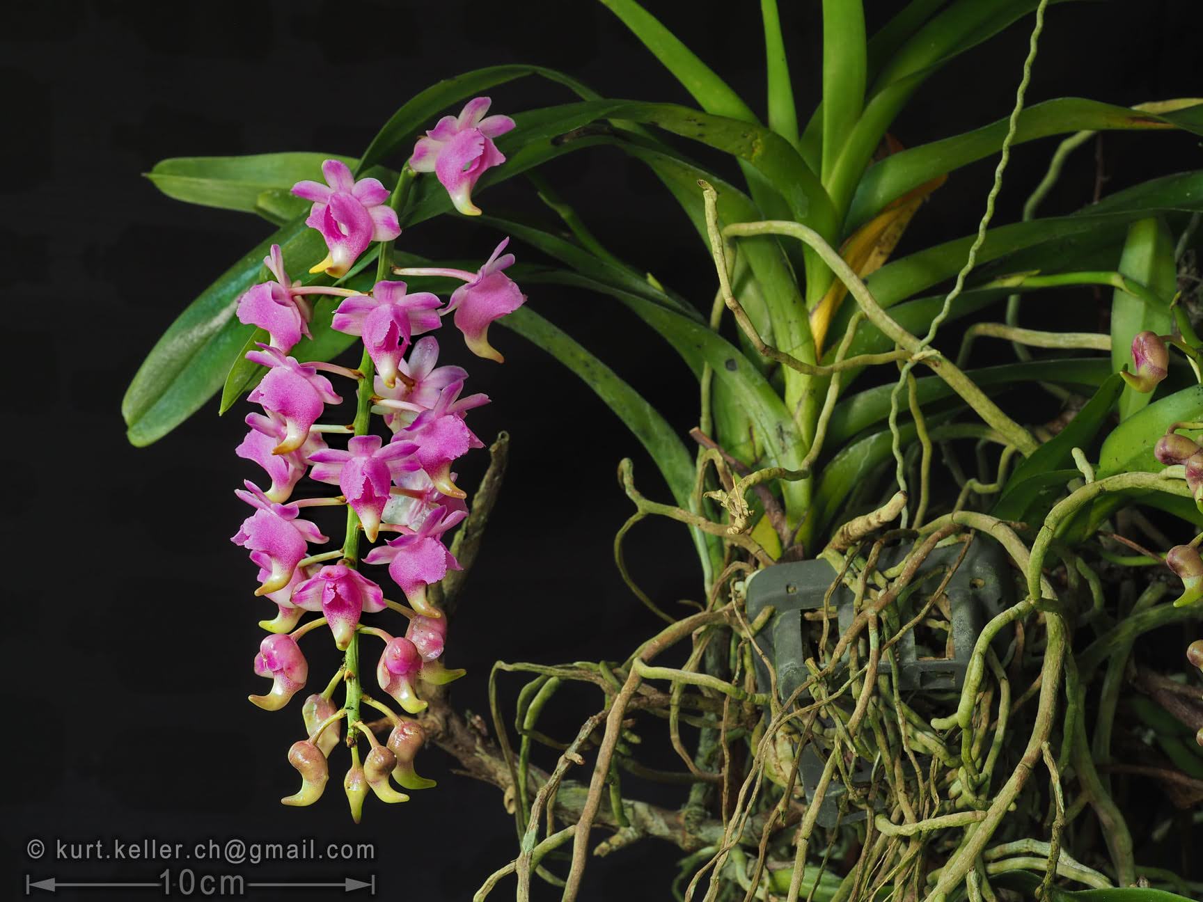 Aerides magnifica