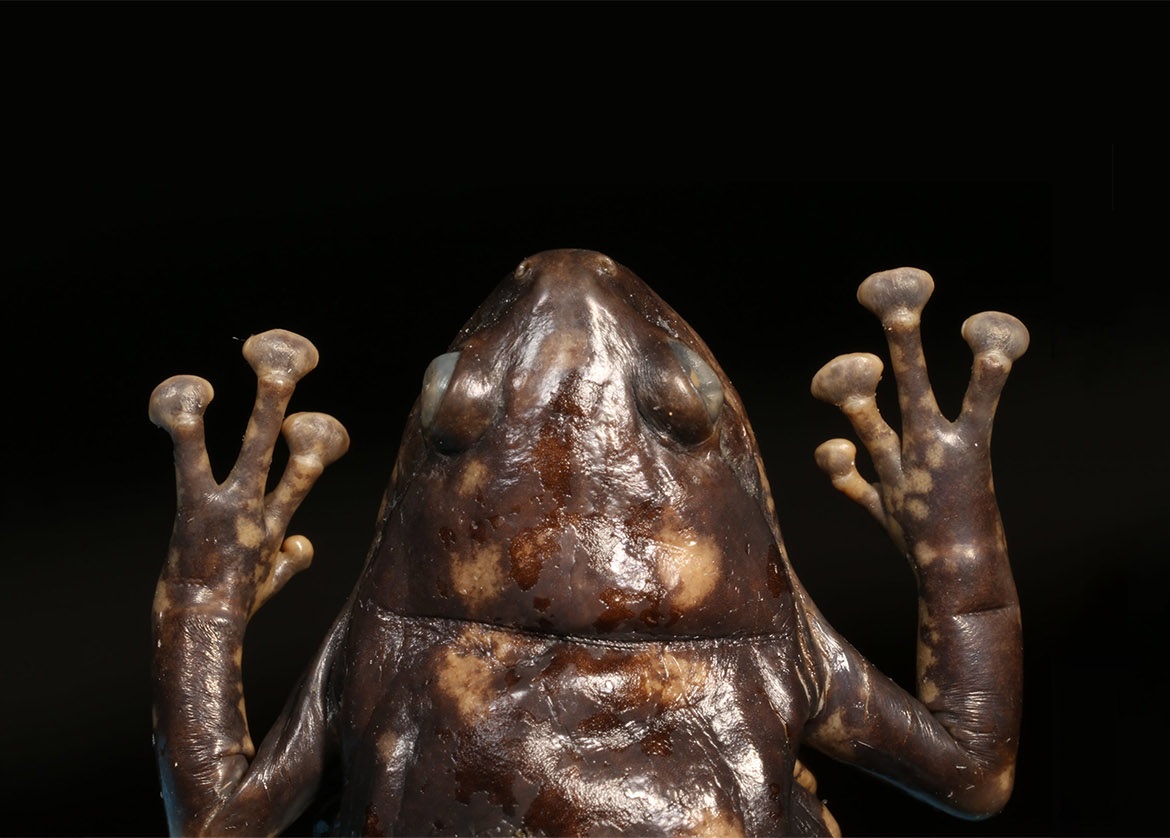 Species New to Science: [Herpetology • 2021] Phrynomantis newtoni ...