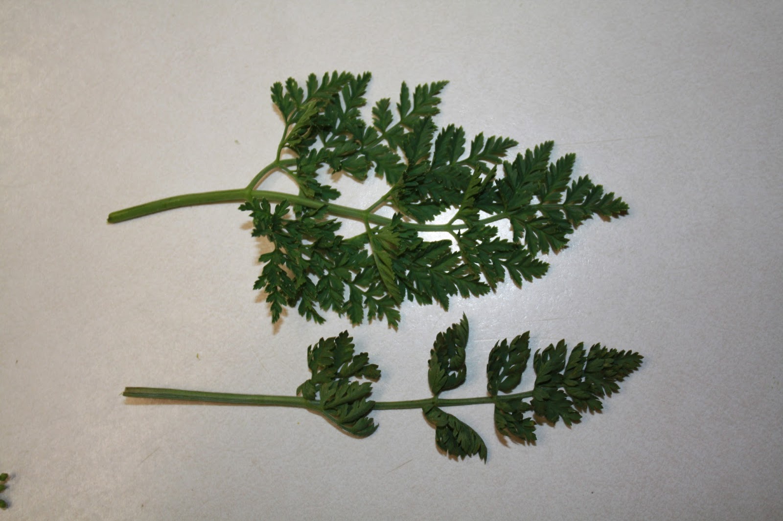 Unruly Roots: Poisonous Weeds That Might Be Growing In Your Yard