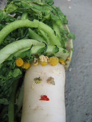 weird vegetables: The Turnip Princess
