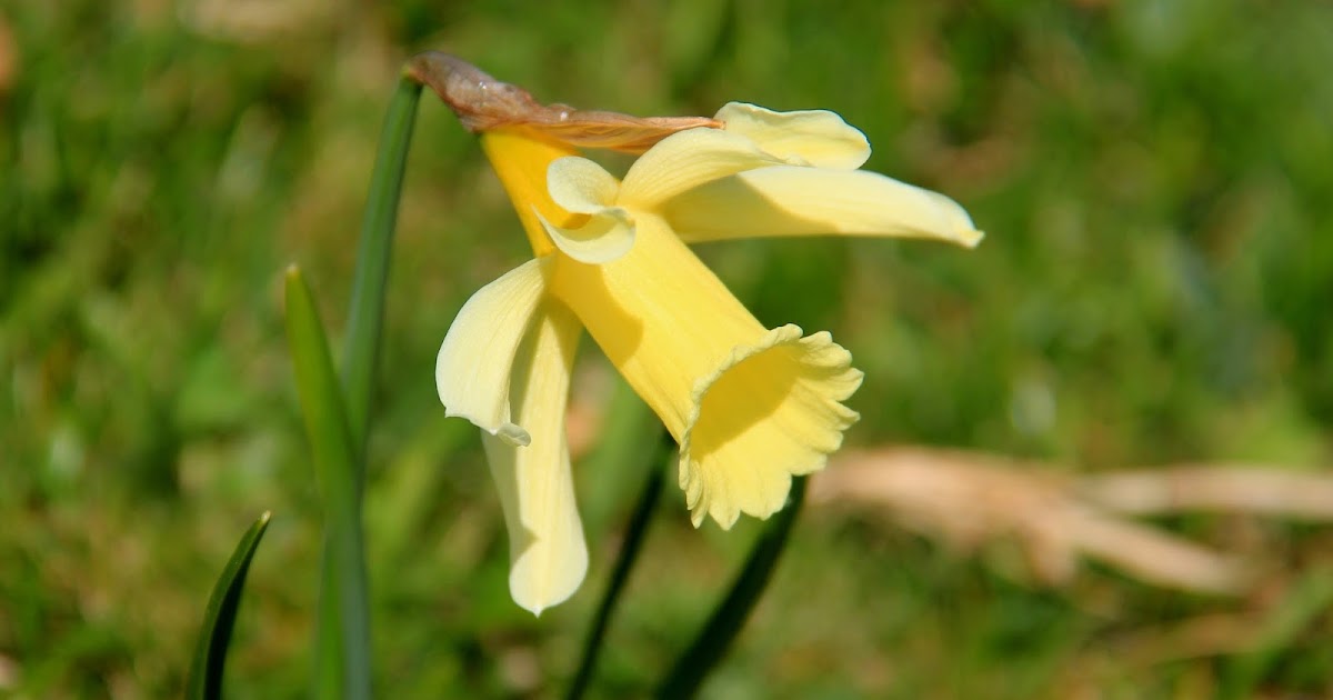Plantas silvestres de Asturias: Narciso trompón - Narcissus tortuosus