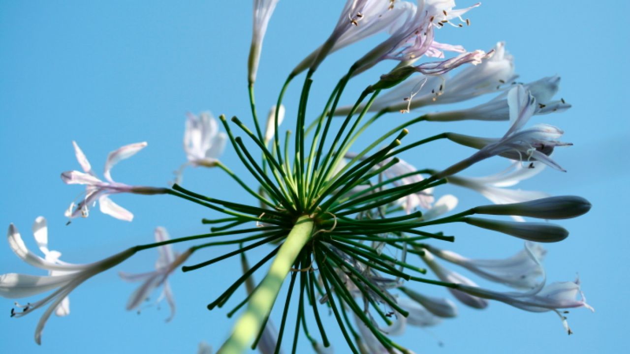 Agapanthus «agapanto» - Id Plantae