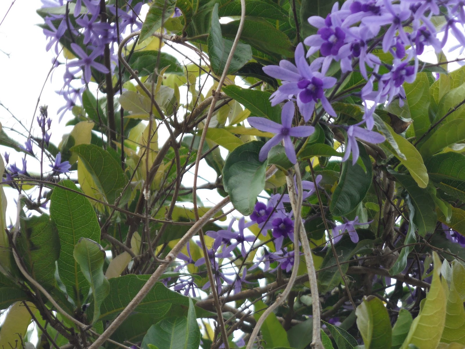 Ramirez Family: RAROTONGA, COOK ISLANDS FLORA AND FAUNA