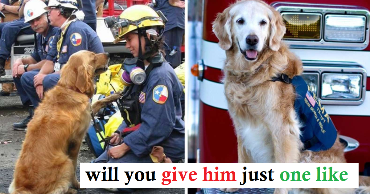Last Surviving 9/11 Rescue Dog Remembered Forever As A Hero