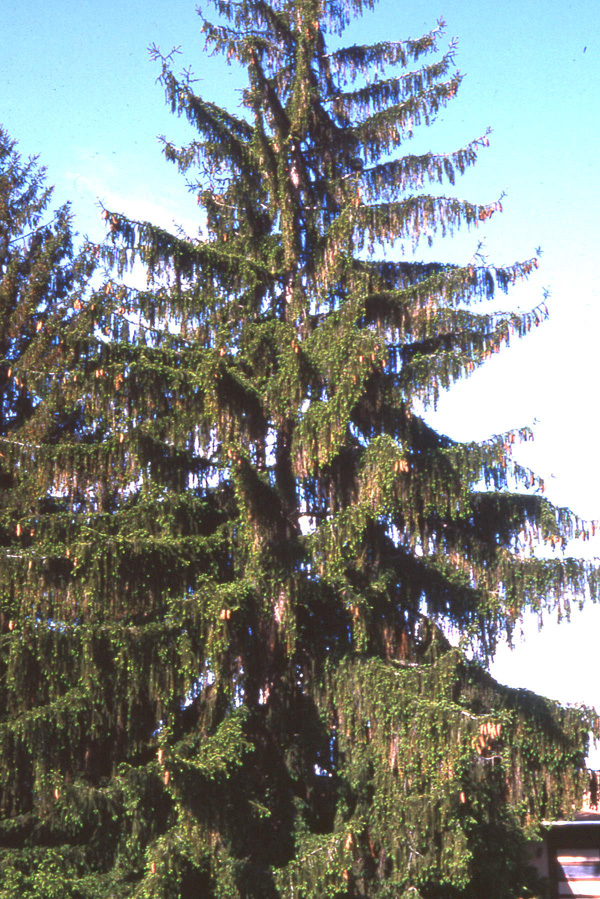 Trees of Santa Cruz County: Picea abies - Norway spruce