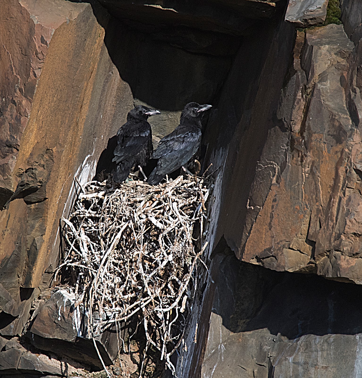 Alan James Photography : Raven Fledglings