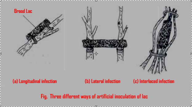 LAC CULTURE || ECONOMIC ZOOLOGY || B.Sc Class Notes|| PDF