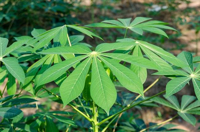 Benefits of Cassava Leaves and Processed Recipes