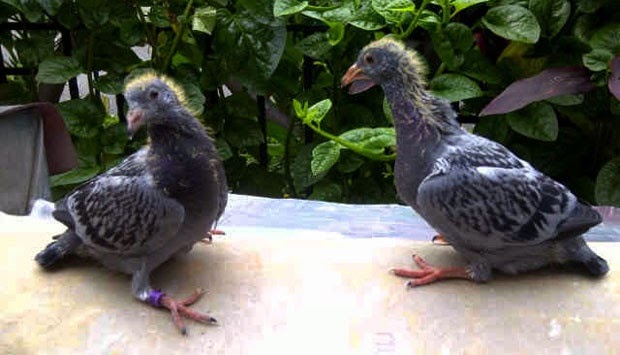 Salam: DAGING ANAK BURUNG MERPATI SEDAP DIMAKAN