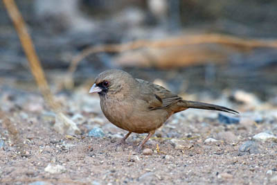 Feeding Winter Birds In Arizona