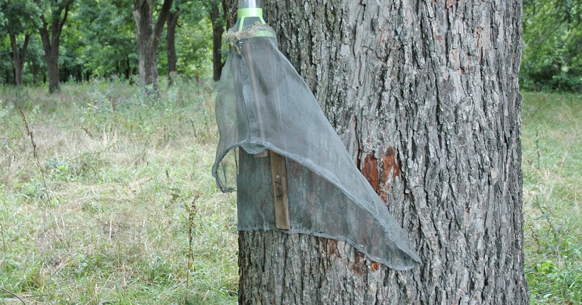 Northern Pecans: Time to set out pecan weevil traps
