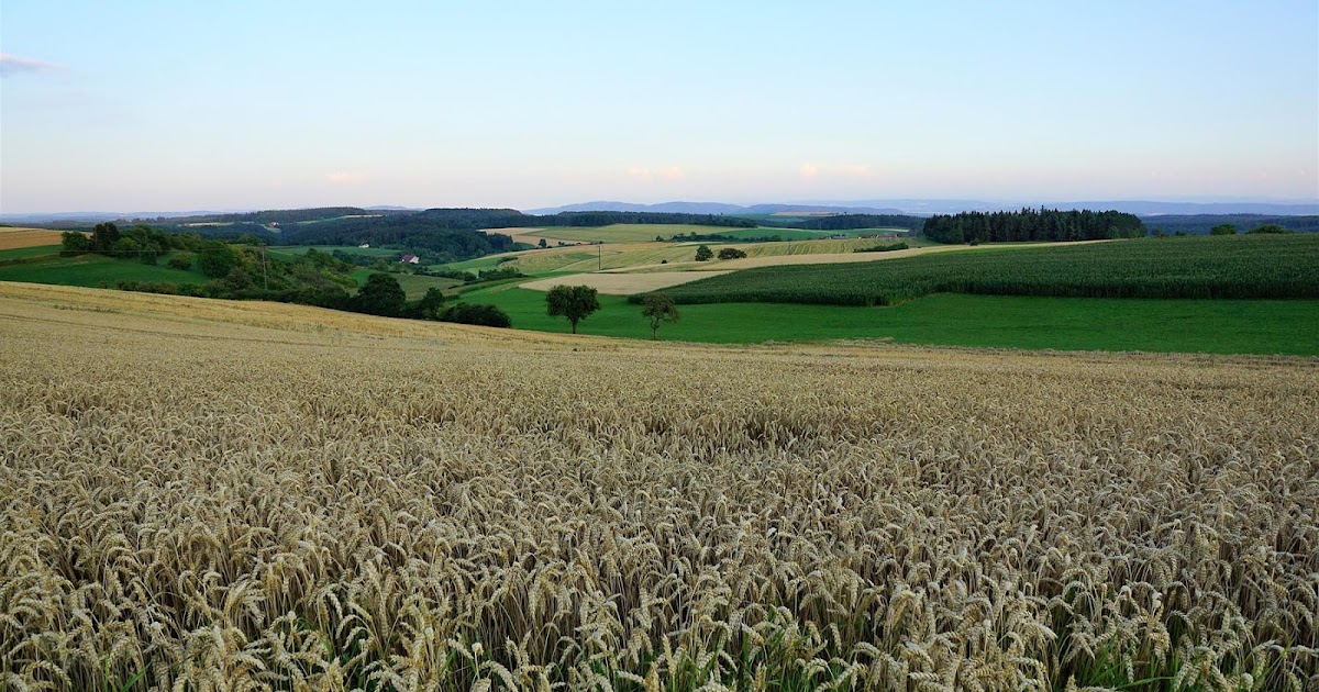 Jenis-jenis Tanah: Organosol, Aluvial, Regosol, Litosol, Latosol ...