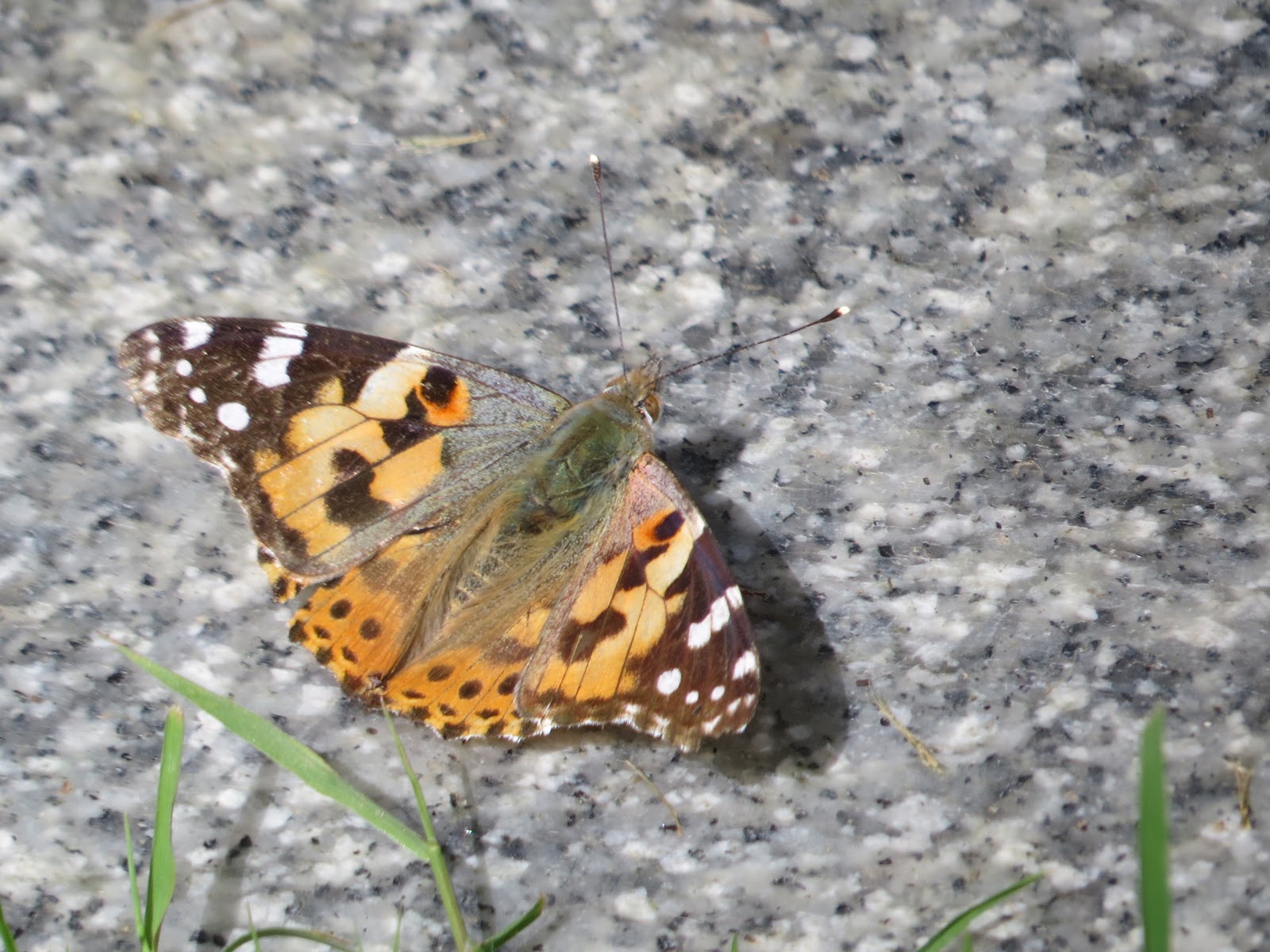 Organicbirder : Lepidoptera