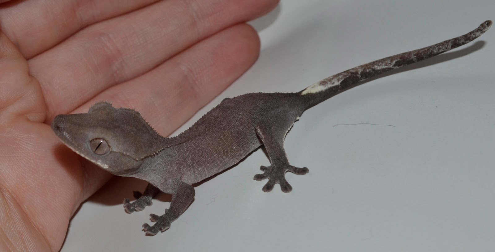 Crested Geckos Blog: Grey Geckos Photos