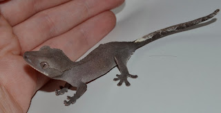 Crested Geckos Blog: Grey Geckos Photos