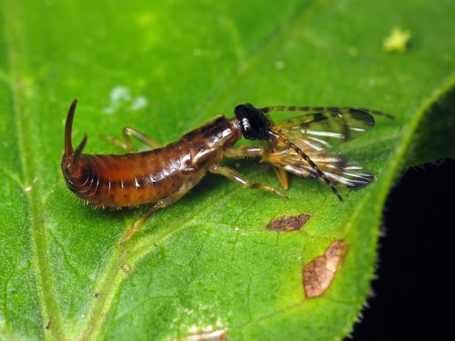 Uso de tesourinhas no controle biológico de pragas do milho - EPMIP ...