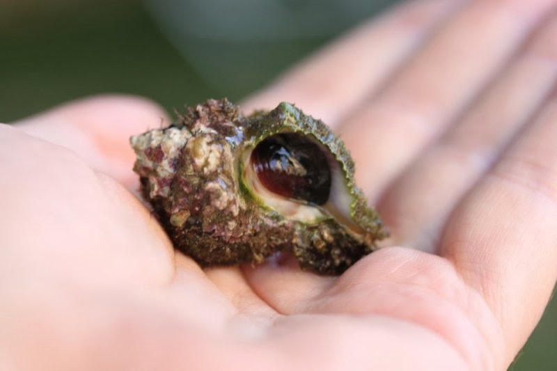 Isaiah Sixty One Seven: Messiah Seen in the Tabernacle Colors: The ...