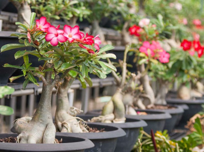 Paling Keren 30+ Foto Bunga Adenium - Gambar Bunga Indah