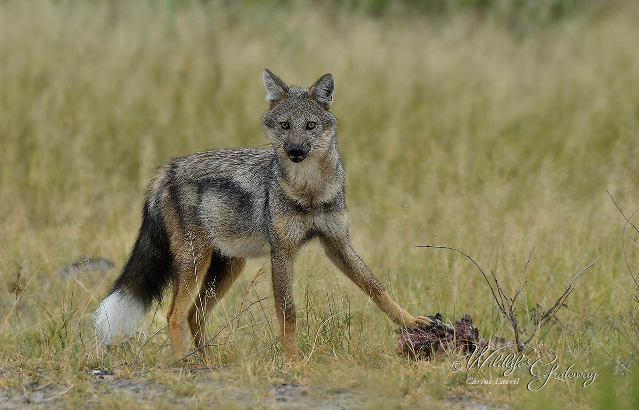 WILDLIFE GATEWAY: Chacal à flancs rayés et Chacal à chabraque