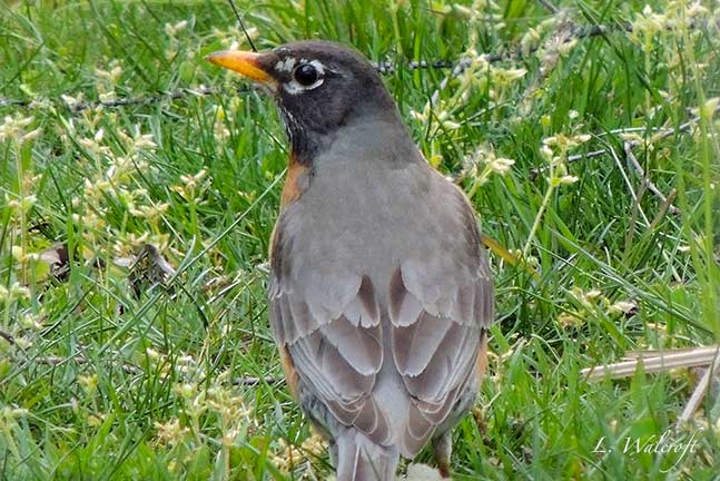 The View from Squirrel Ridge: American Robins, Northern Cardinals