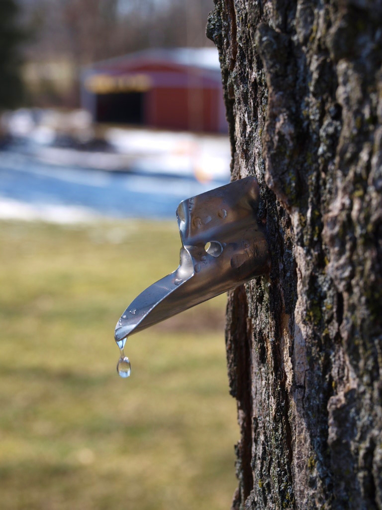 Ohio Thoughts: Maple Syrup Making