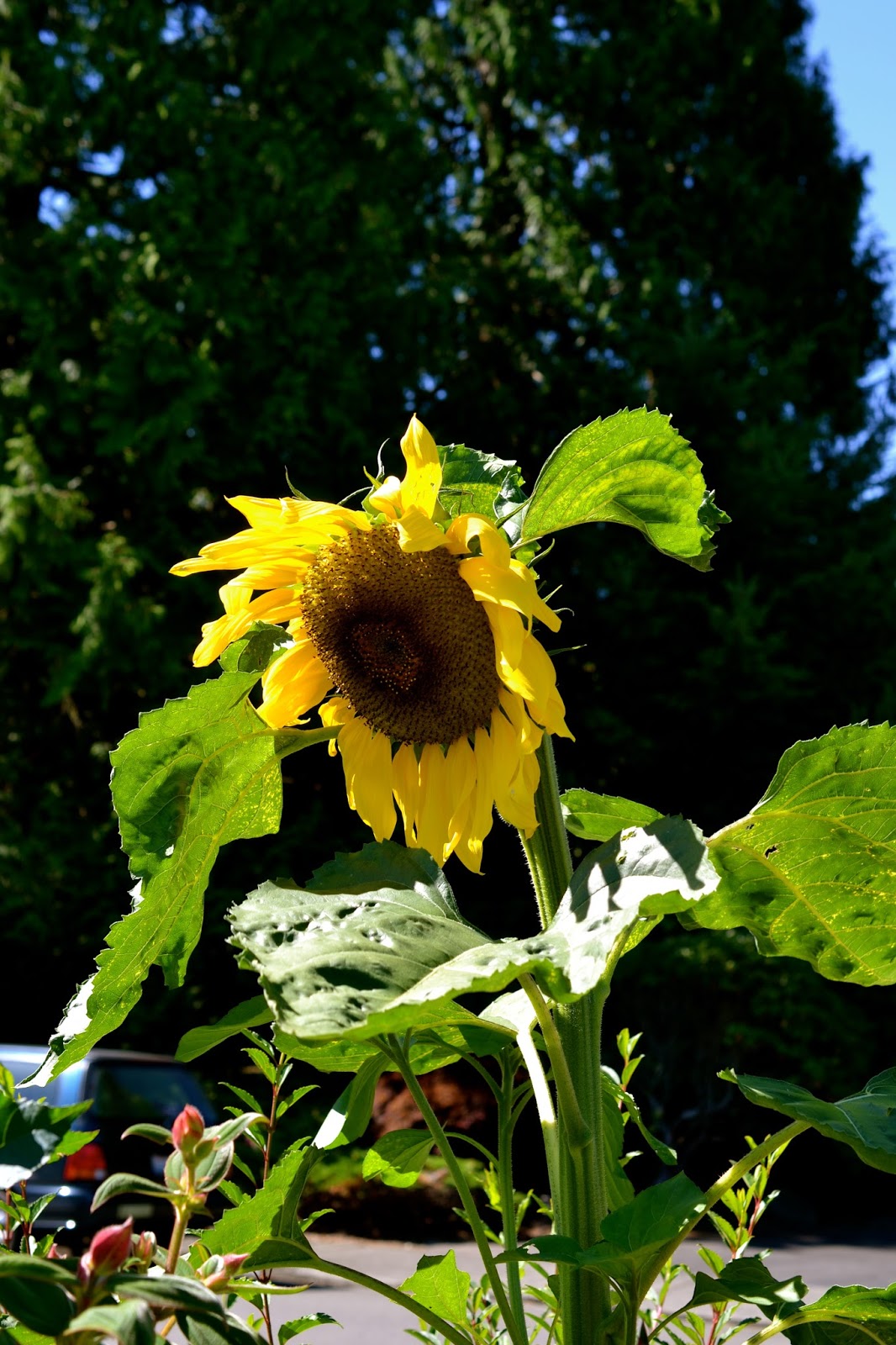 Bonney Lassie: Some Florid Prose. Pictures Too.