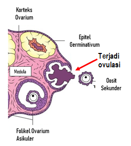 ALAT REPRODUKSI WANITA – Biologi Organik - SMAN 1 Pangalengan