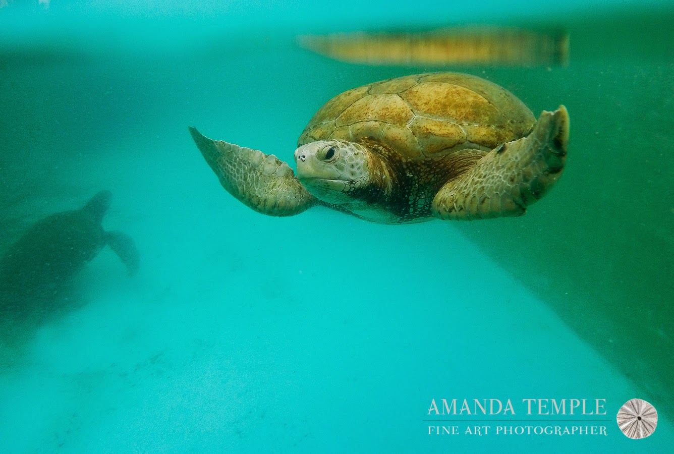 Bermuda Photographer - Amanda Temple: The Turtle Project