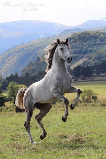 Arquétipo do Cavalo: Força, Energia, Desempenho e Compaixão