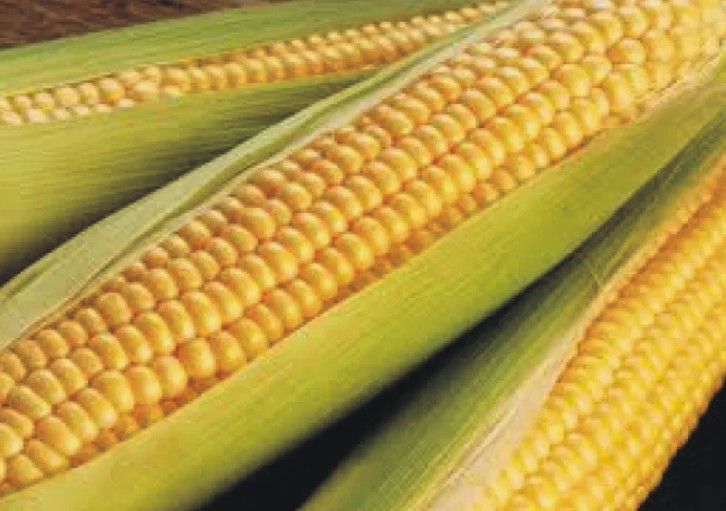 Health Benefits Of Corn