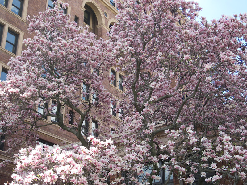 Garden Discoveries: Pittsburgh Spring