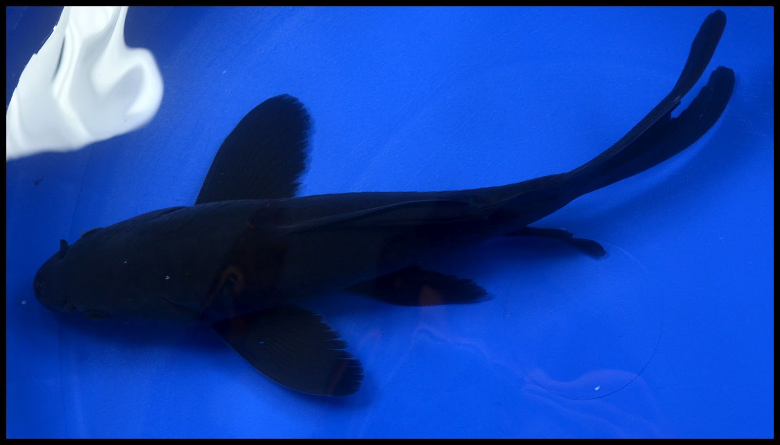 Koi To The World: Doitsu Karasu Butterfly Koi