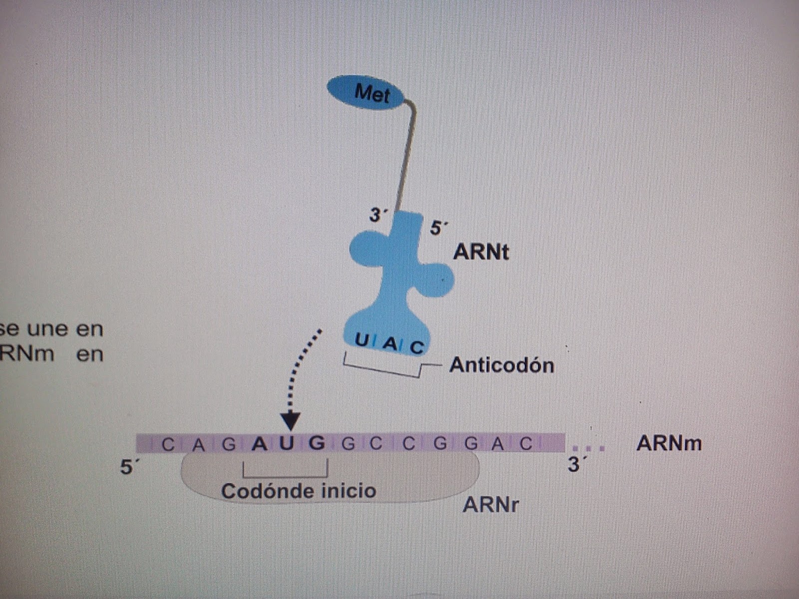 BIOLOGÍA CELULAR Y MOLECULAR: V. Ribosomas