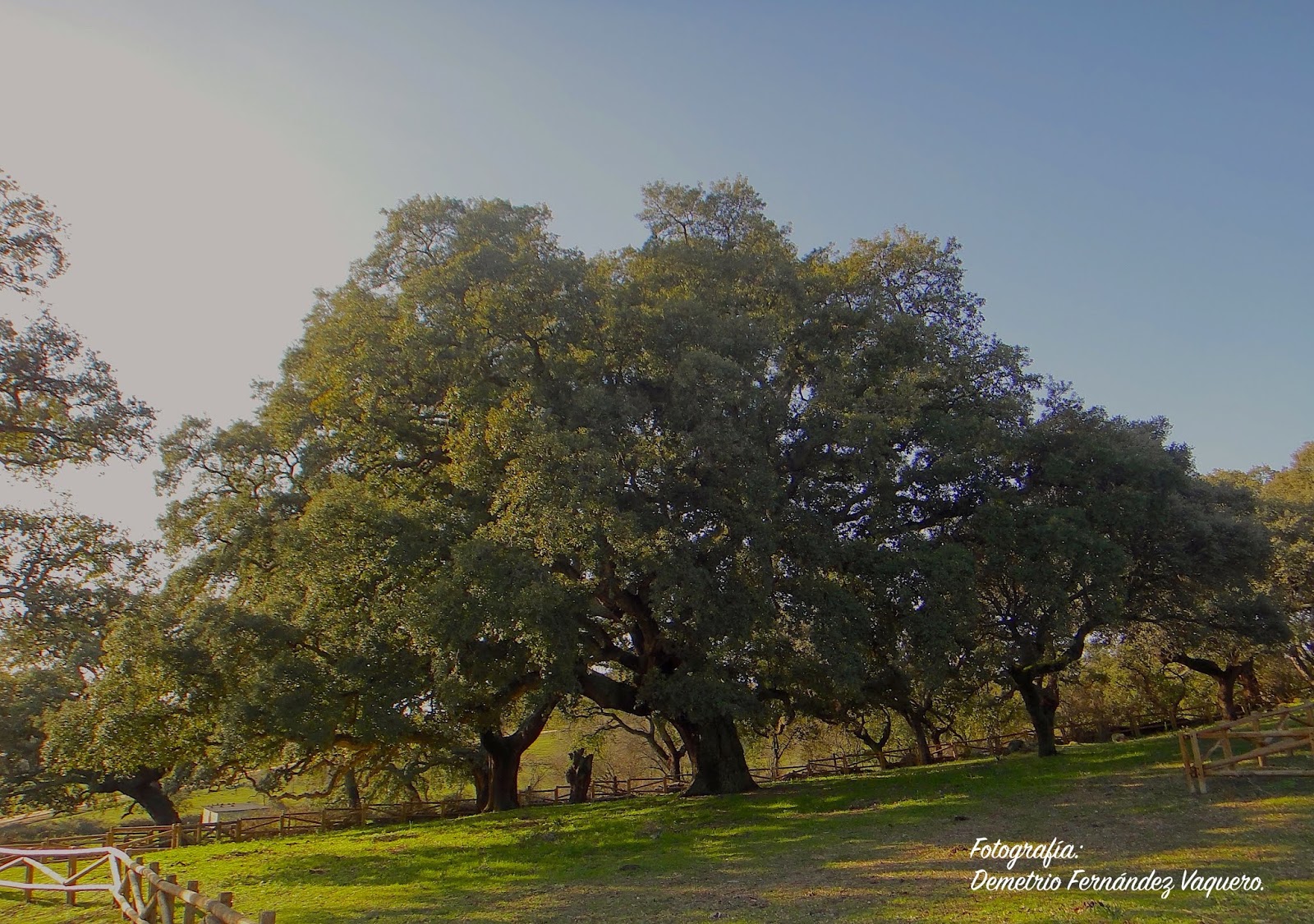 El alcornoque de la dehesa en Belvis de Monroy (Cáceres) | Fotografía ...