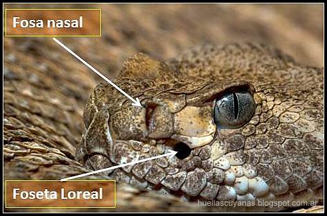 SERPIENTES DE MENDOZA: LA YARARÁ | Huellas Cuyanas