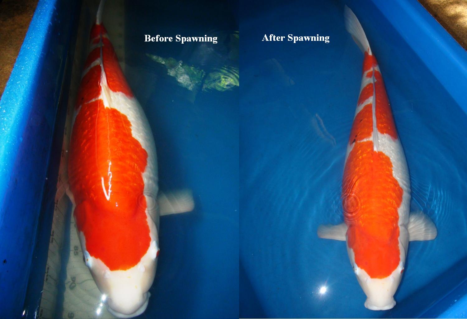 Malaysia Japanese Koi Farm (MrKoi Farm): Induce Spawning