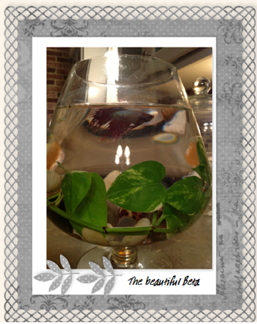 glenda's World : Owning a Beta Fish has benefits....