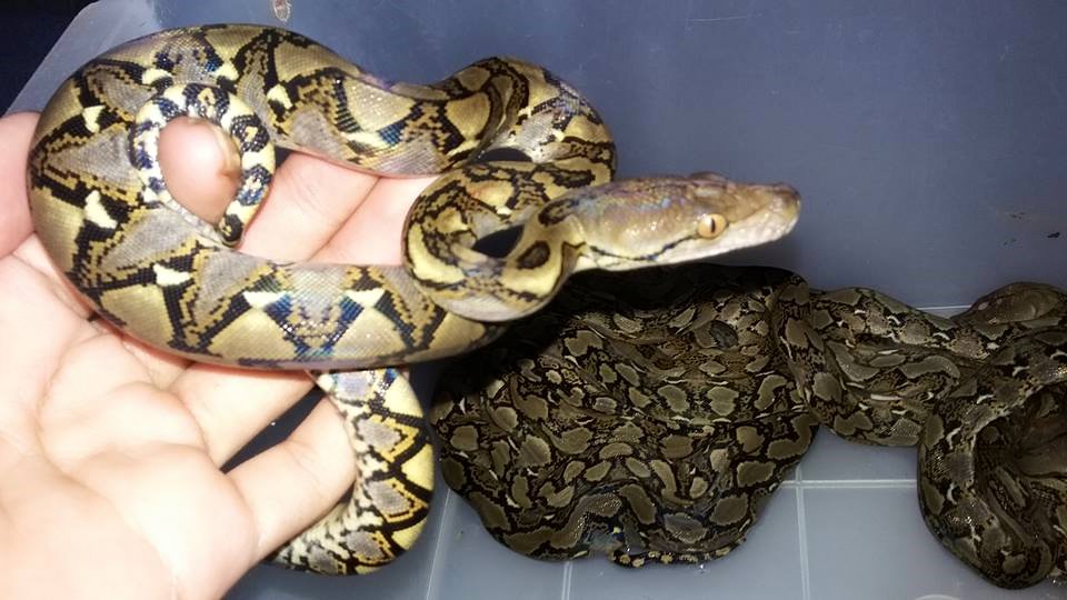 Jual Ular retic baby bali | Hewan Indonesia dan Jual Beli