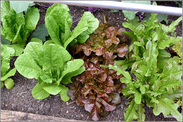 Mark's Veg Plot: Lettuce