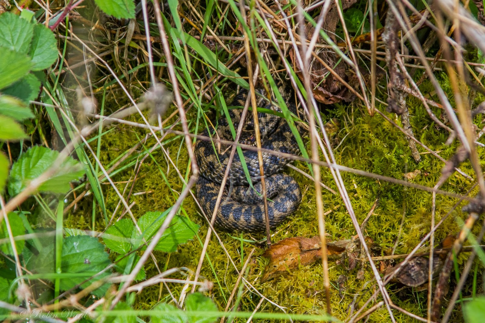 Snakes in the Forest of Dean