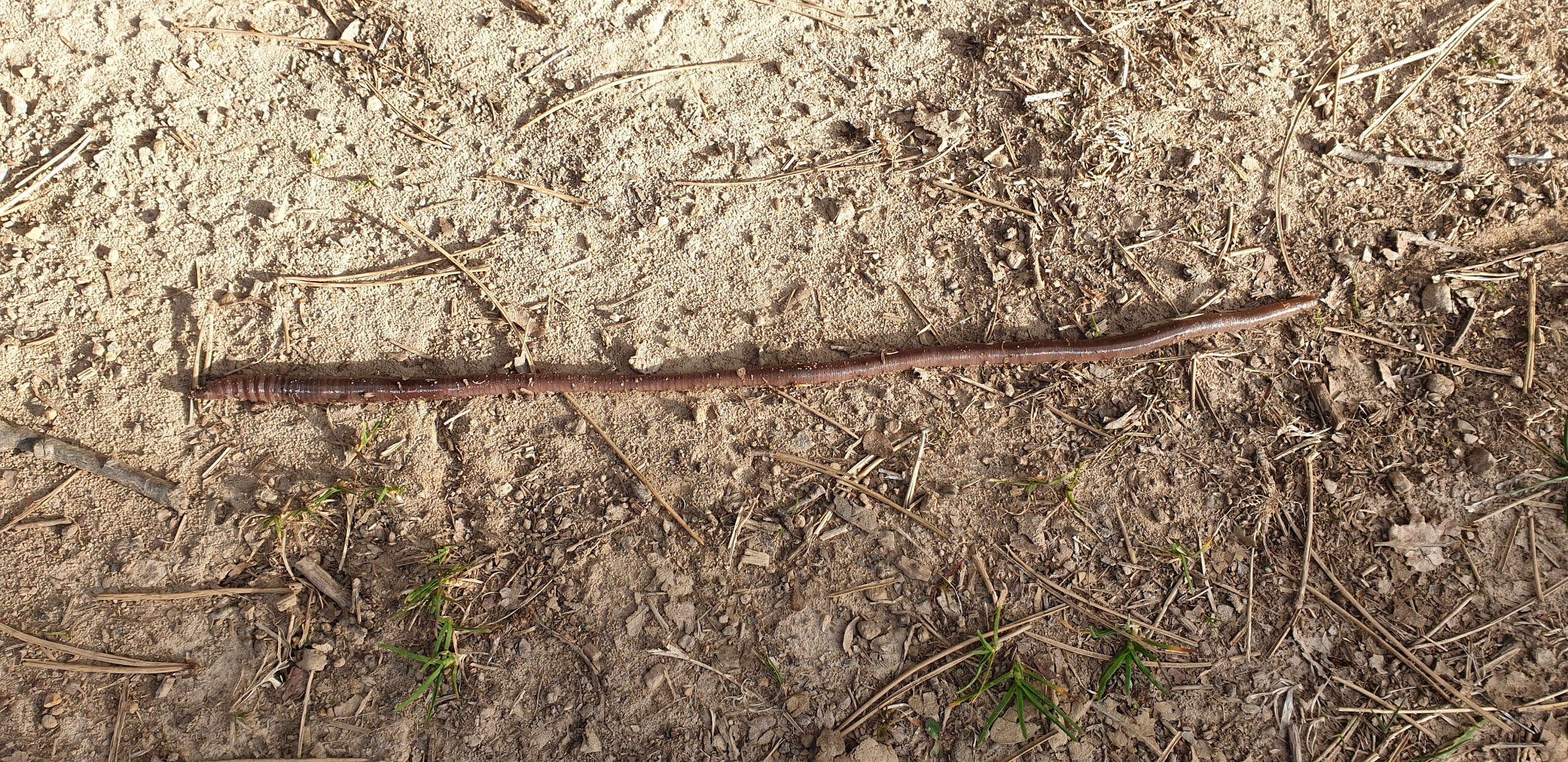 Euskal Herria mendiz mendi: AUMATEGI (1192M), MUGARRILUZE (1111M) ELGEA ...