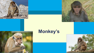 Jacob S : Jacob.S Monkey Poster