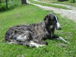 Pasemski psi: Ruski hrt