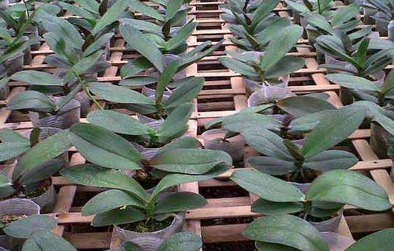 Harga Anggrek Terbaru Berbagai Jenis, Bibit dan Dewasa | Gemar Ternak ...