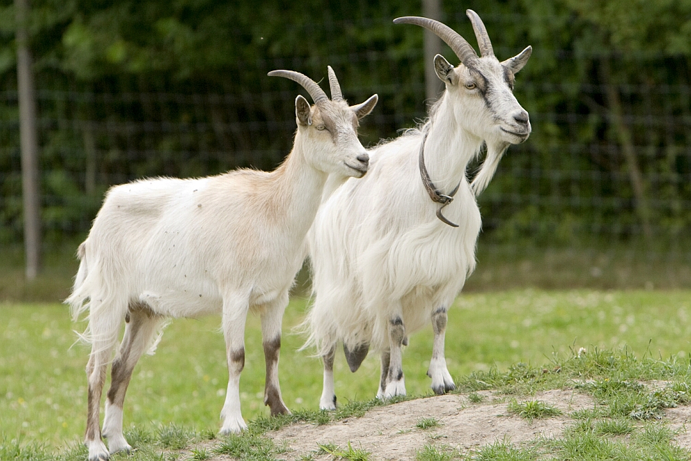 LA CIENCIA DE LA VIDA: Pueblos con nombres de animales (2). Cabra