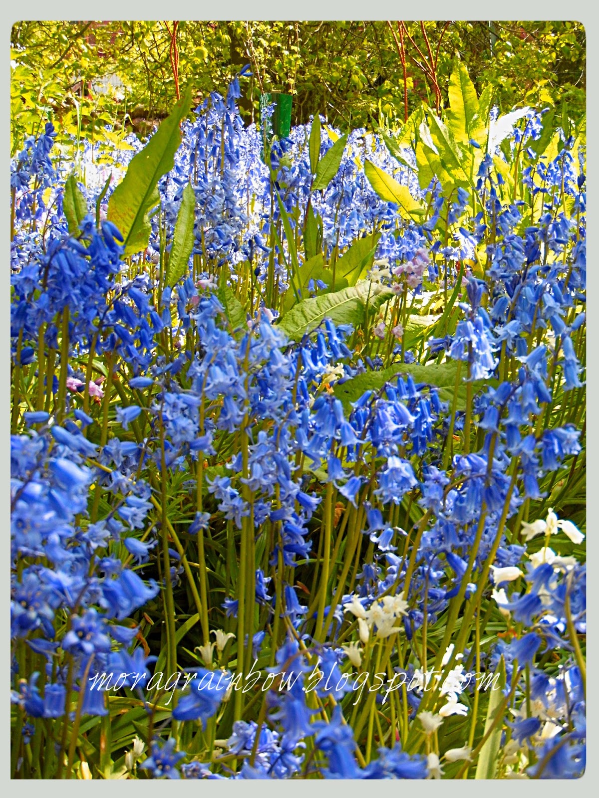 Paper Rainbow: In and out the dusky bluebells