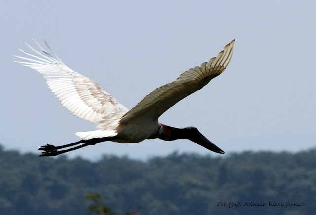 Aves e pássaros das bacias dos rios Piracicaba e Tietê.: Tuiuiu (Jabiru ...