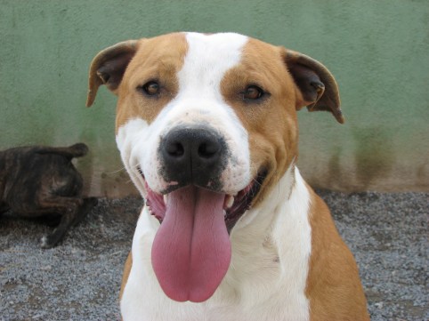 Global Defensa Gossos: FORT, x pitbull, adopcion, BCN, ADOPTADO!!!!!