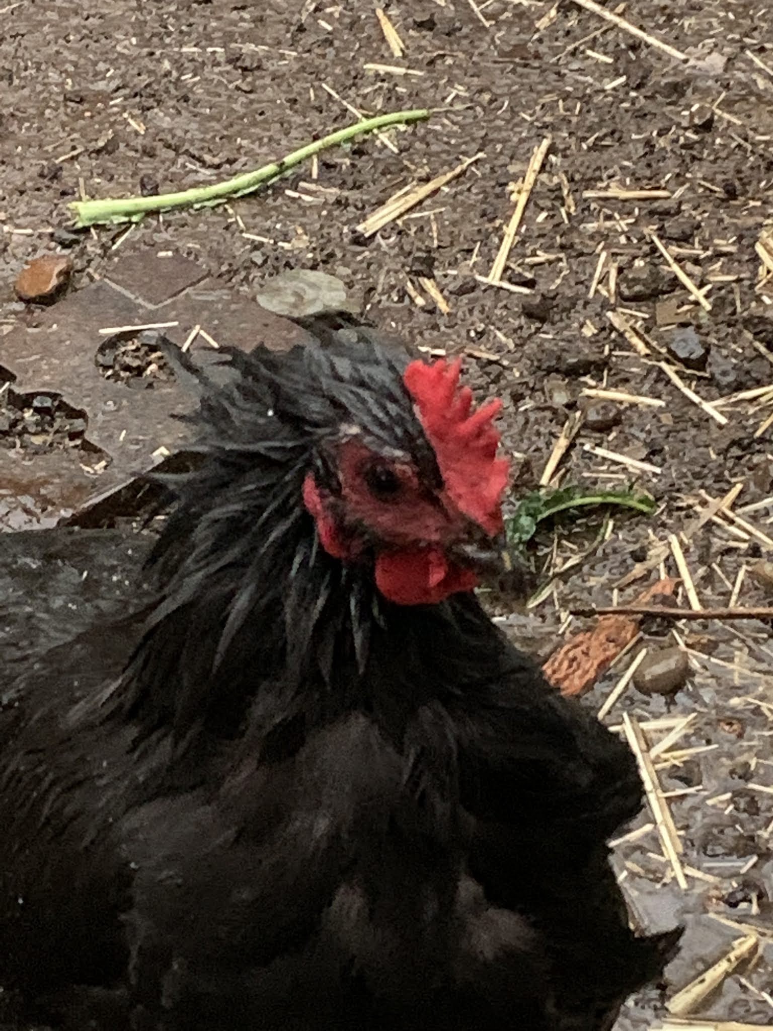 Feathers and Flowers: Wet hens