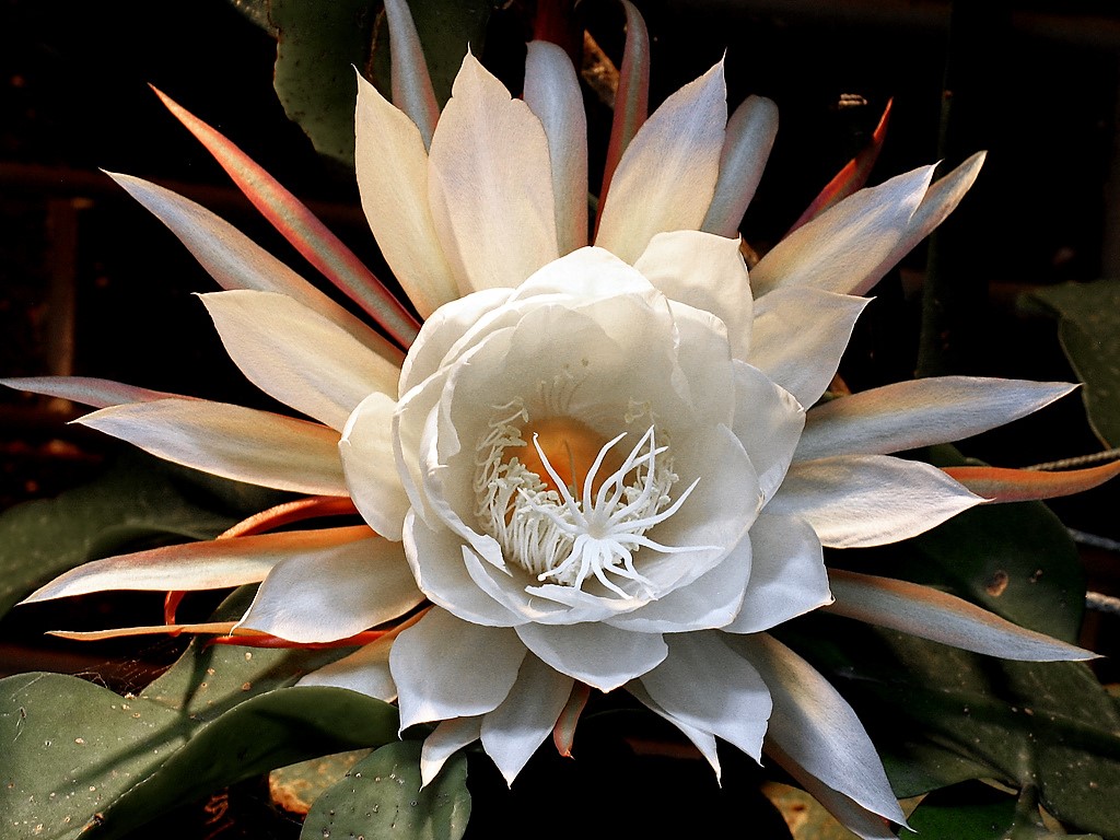 5-five-5: Kadupul flower